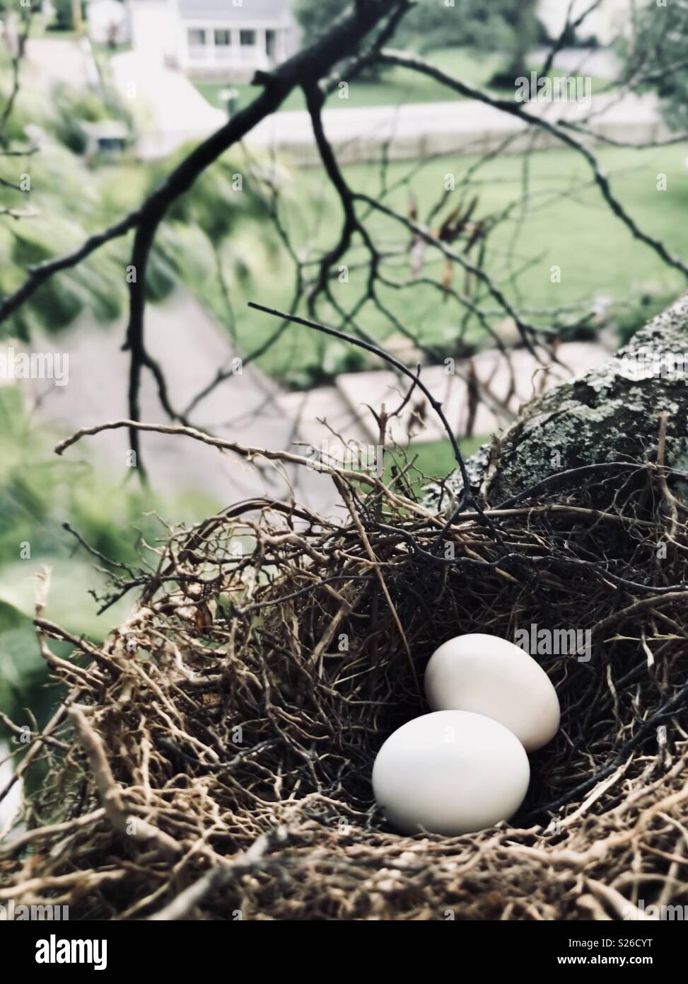 Nest eggs tree hi-res stock photography and images - Alamy