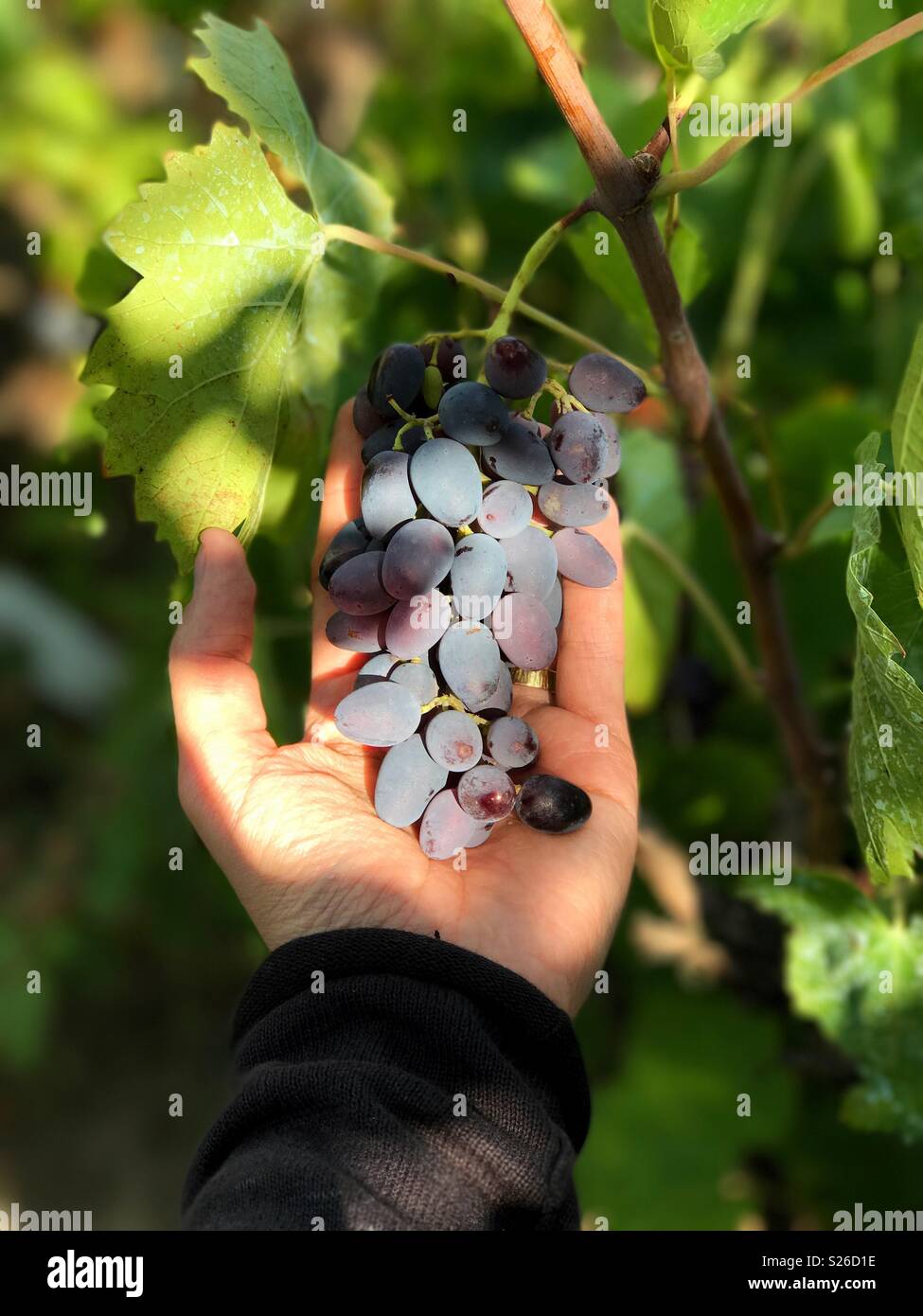 Hand picking grapes hi-res stock photography and images - Alamy