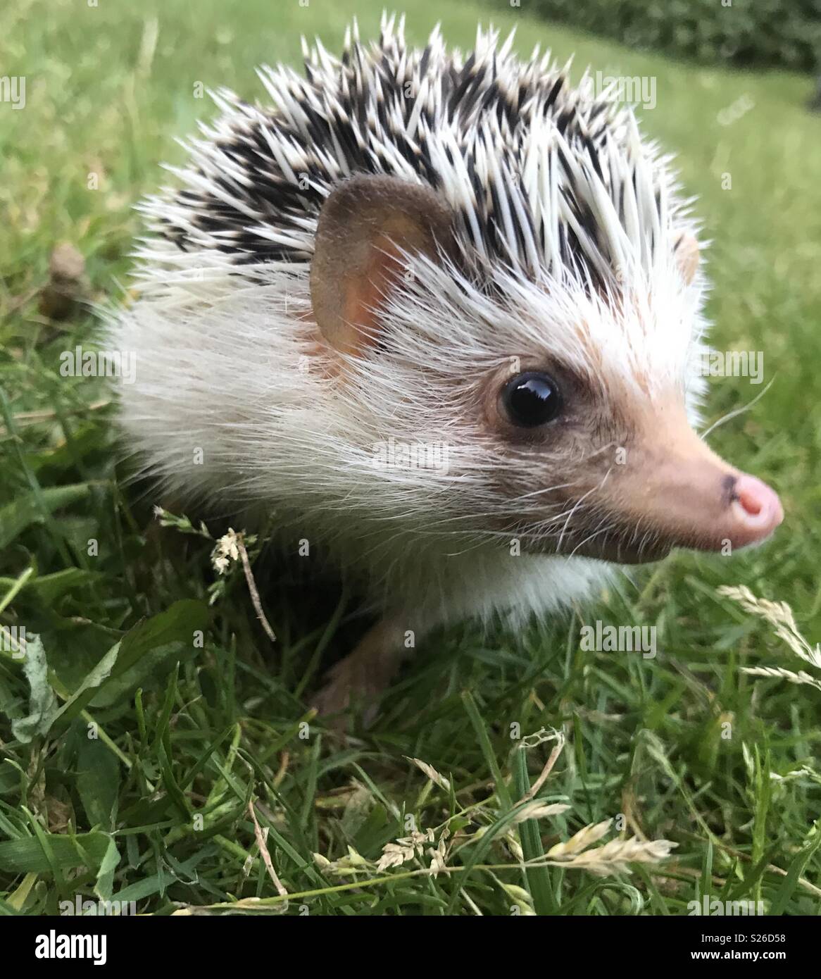 Tibbles hi-res stock photography and images - Alamy