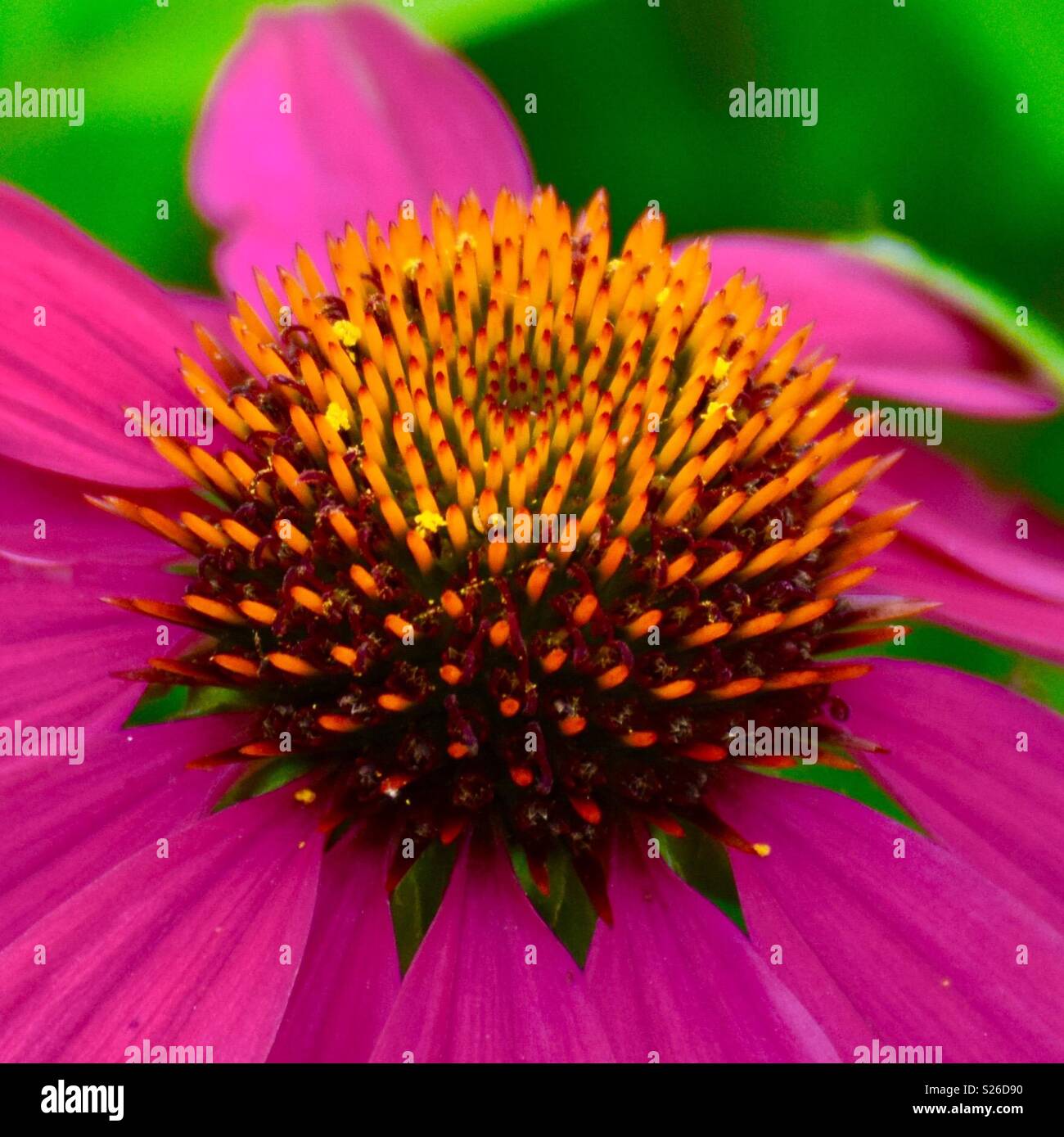 Pollen flower hi-res stock photography and images - Alamy
