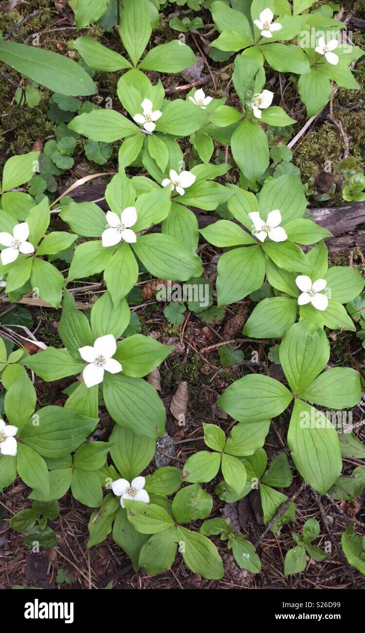 Wild flowers on the forest floor Stock Photo - Alamy