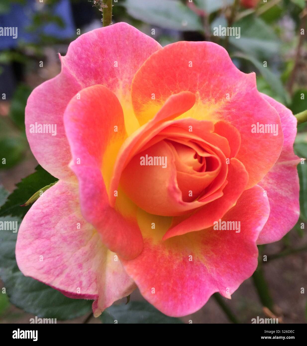 The perfect coloured rose Stock Photo - Alamy