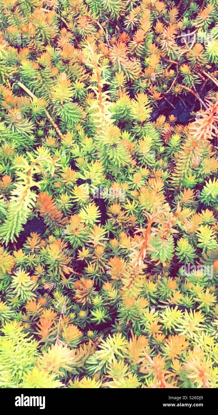 Mini forest 🌱🌱🌱 Stock Photo - Alamy