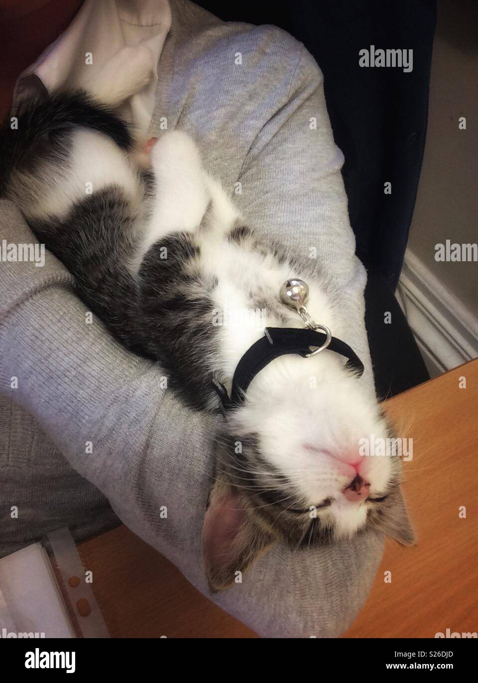 Sleeping office kitten hi-res stock photography and images - Alamy