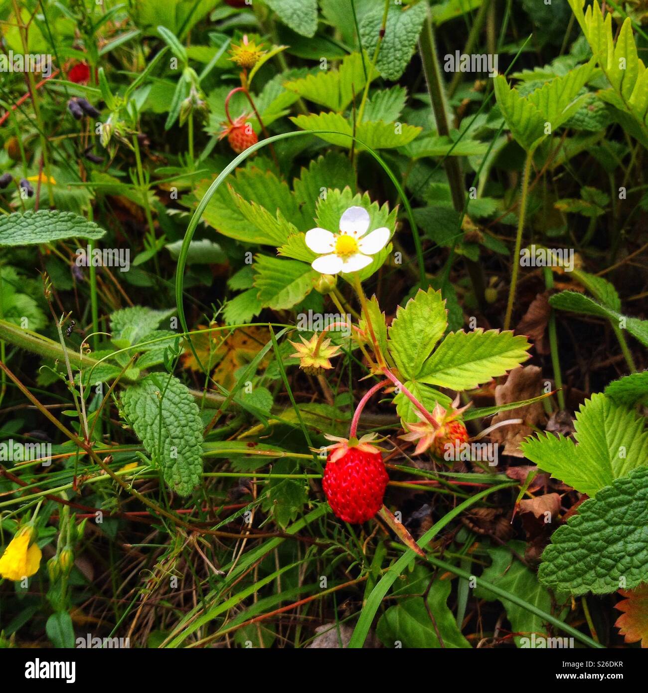 Strawberries plant hi-res stock photography and images - Alamy