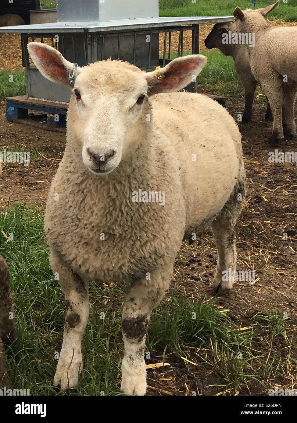 Sheep ears hi-res stock photography and images - Alamy