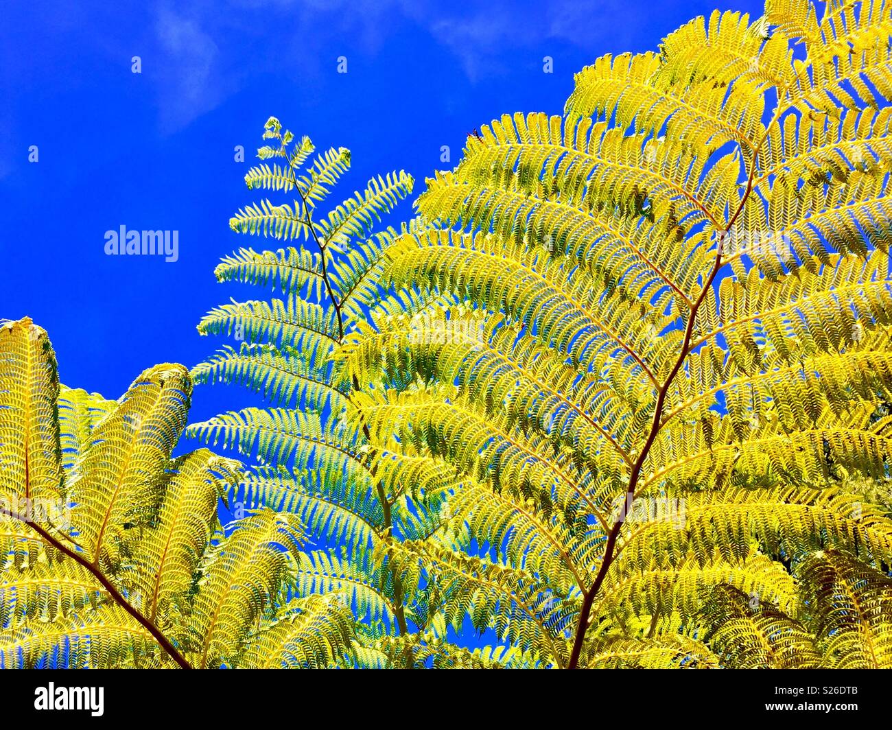 Delicate ferns hi-res stock photography and images - Alamy