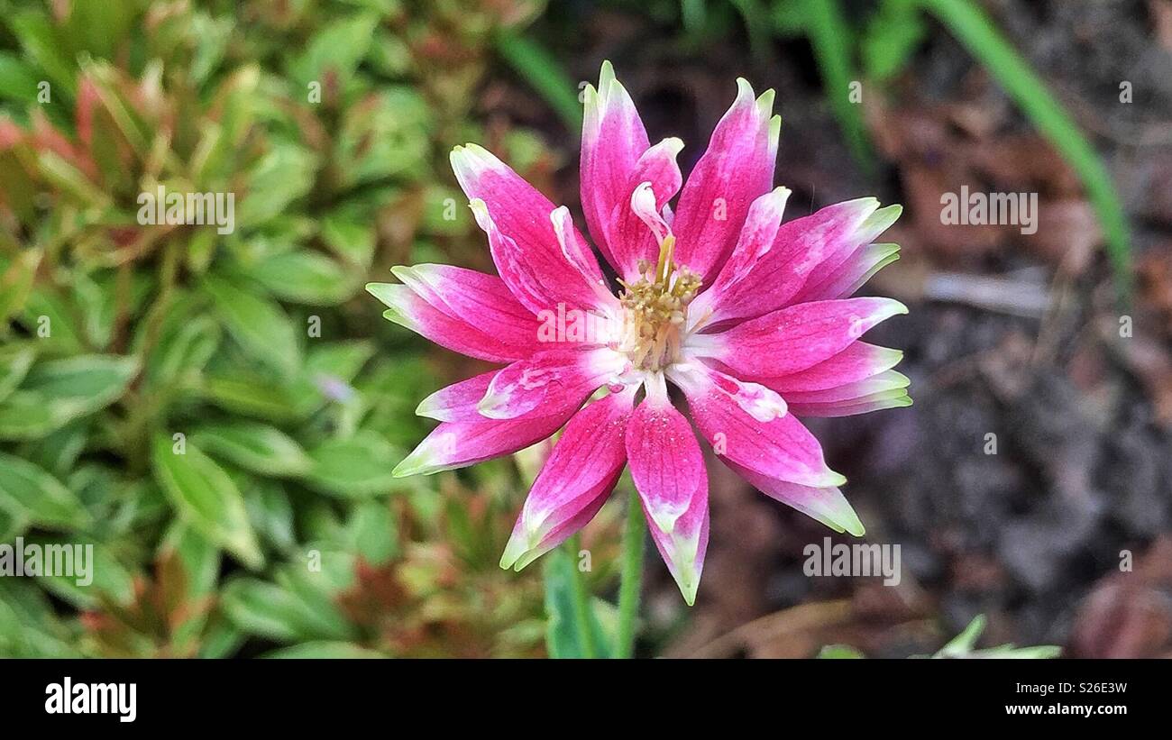 Pink star flower Stock Photo - Alamy