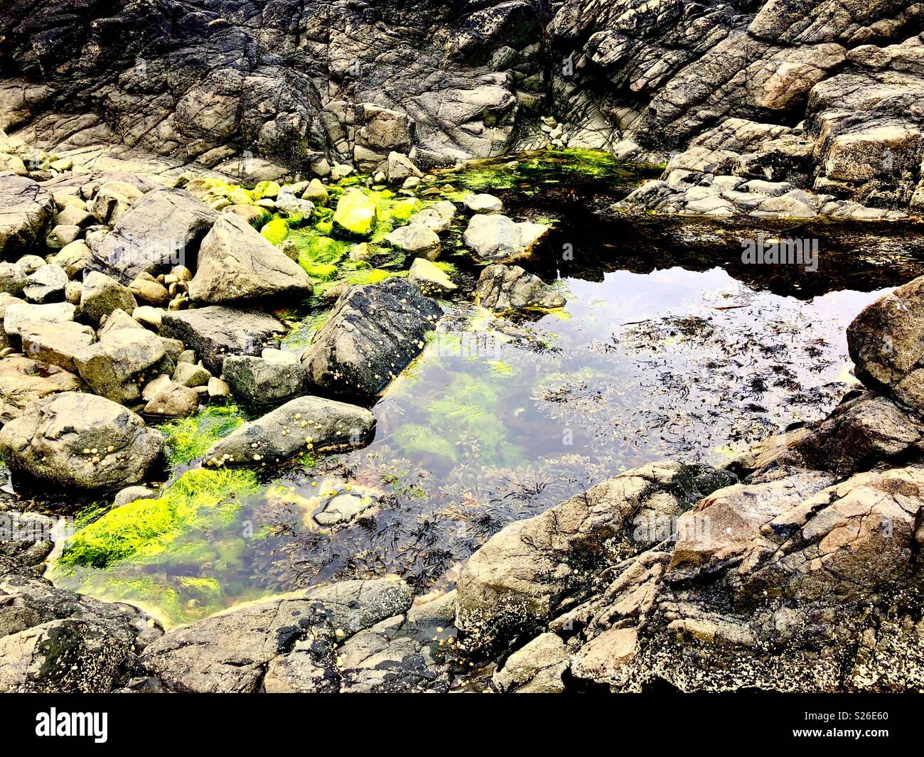 Seaweed in a rock pool Stock Photo - Alamy