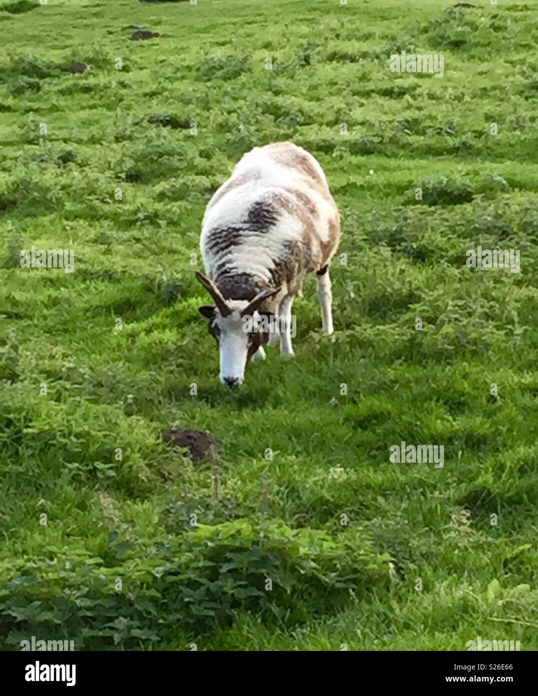 Angry devil hi-res stock photography and images - Alamy