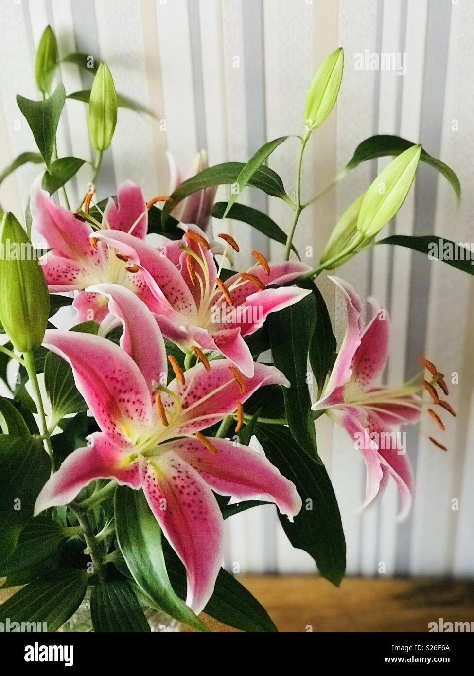 Beautiful lillies hi-res stock photography and images - Alamy