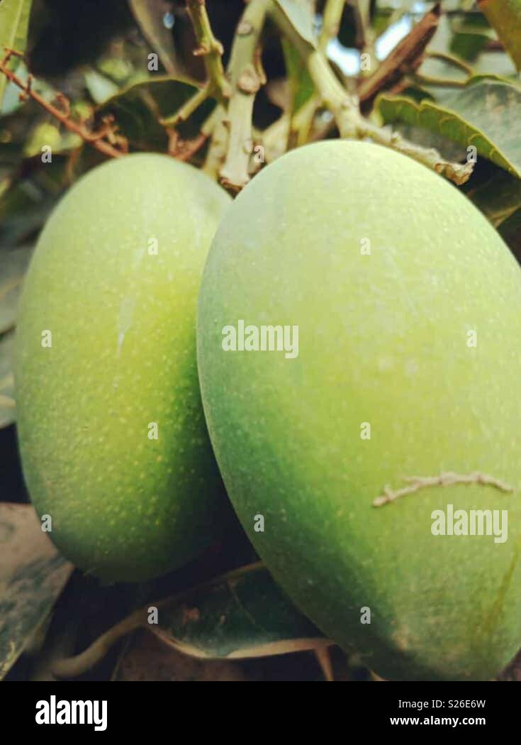 Mango in pakistan hi-res stock photography and images - Alamy