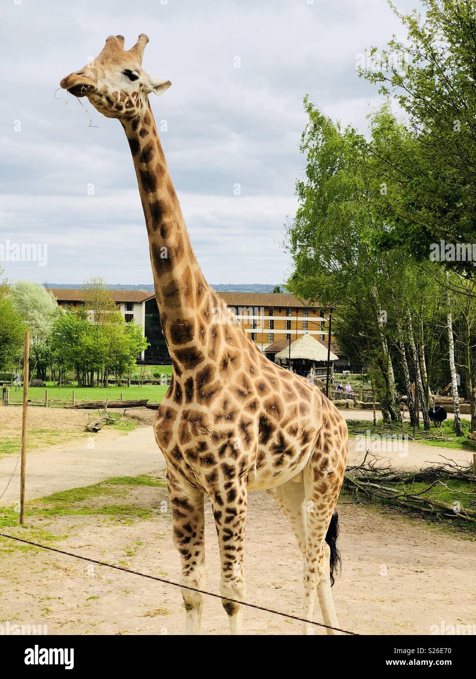 Giraffe spots hi-res stock photography and images - Alamy