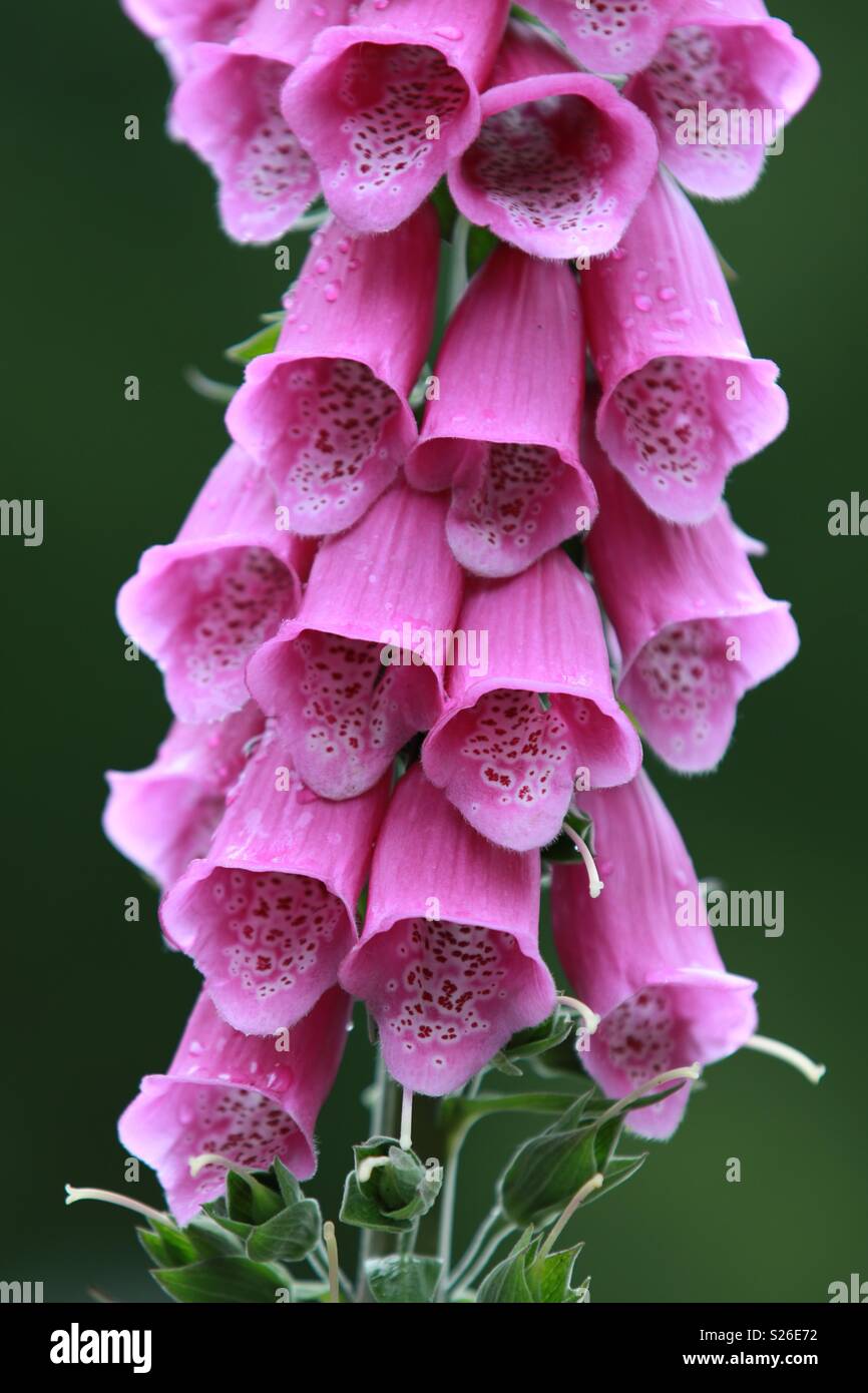Bells of flowers hi-res stock photography and images - Alamy