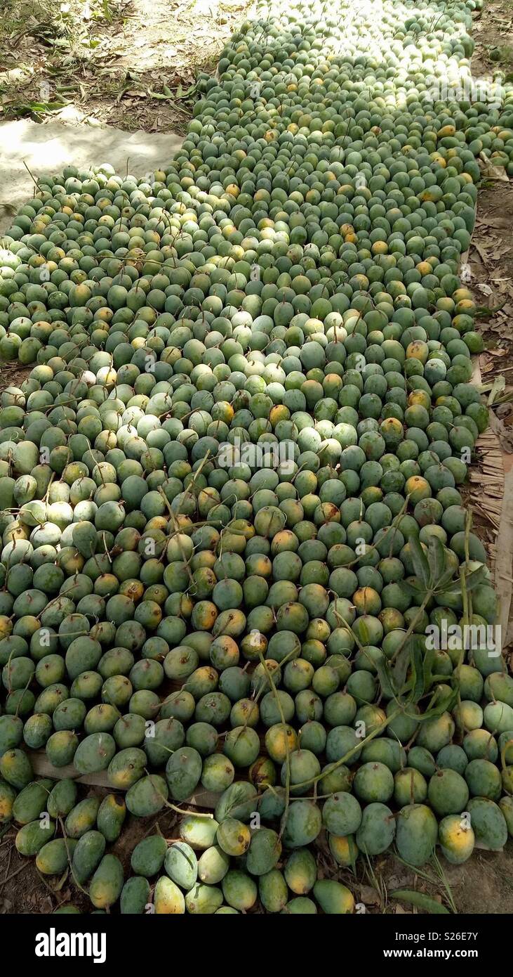 Pakistani sweet fresh mangoes ready to packing Stock Photo - Alamy