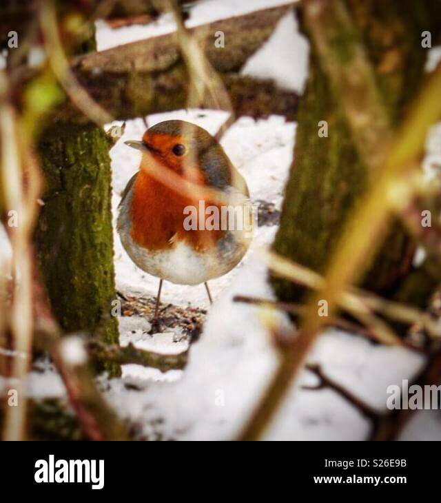 Round robin bird hi-res stock photography and images - Alamy