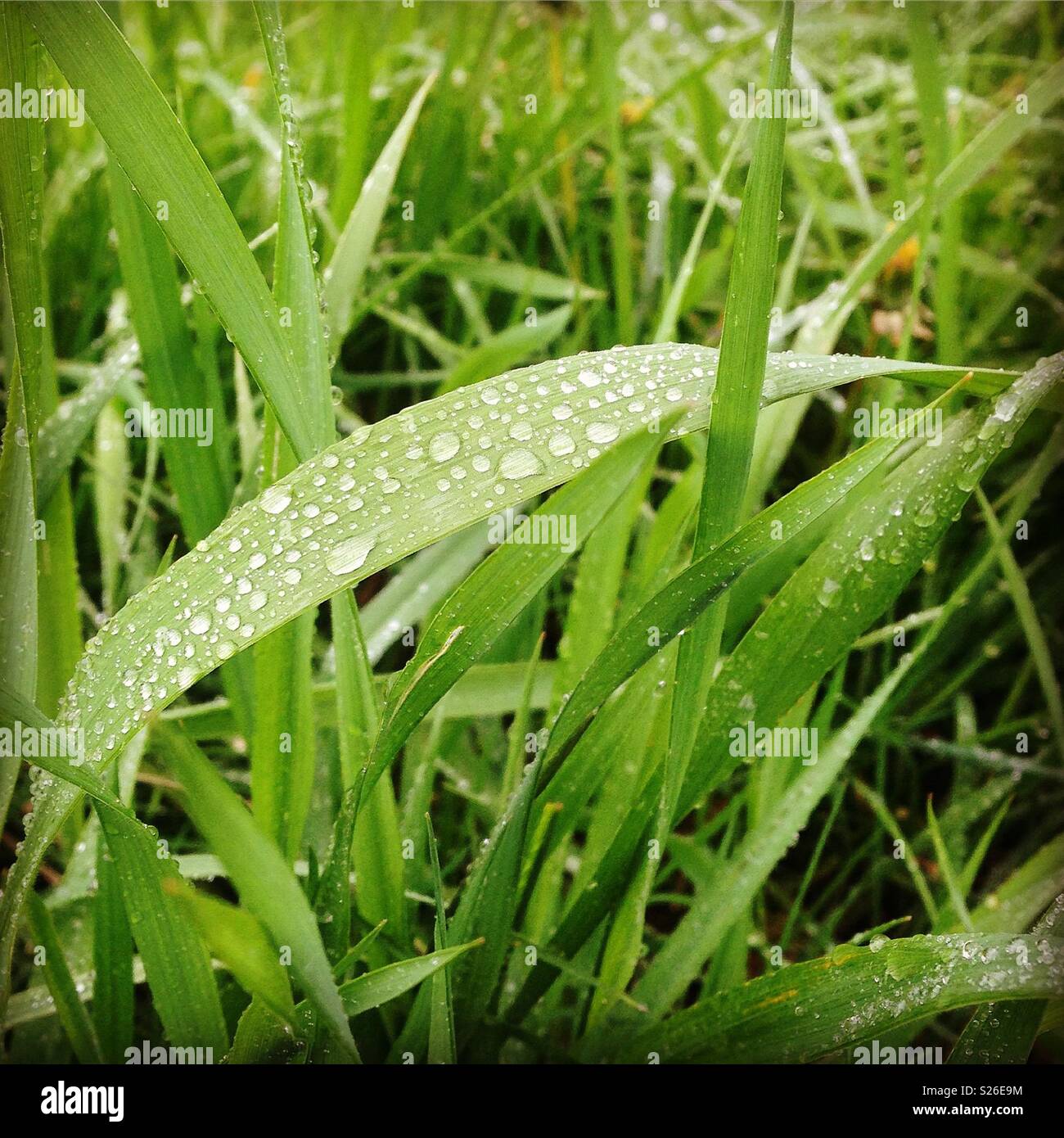 Dew on Grass Stock Photo - Alamy