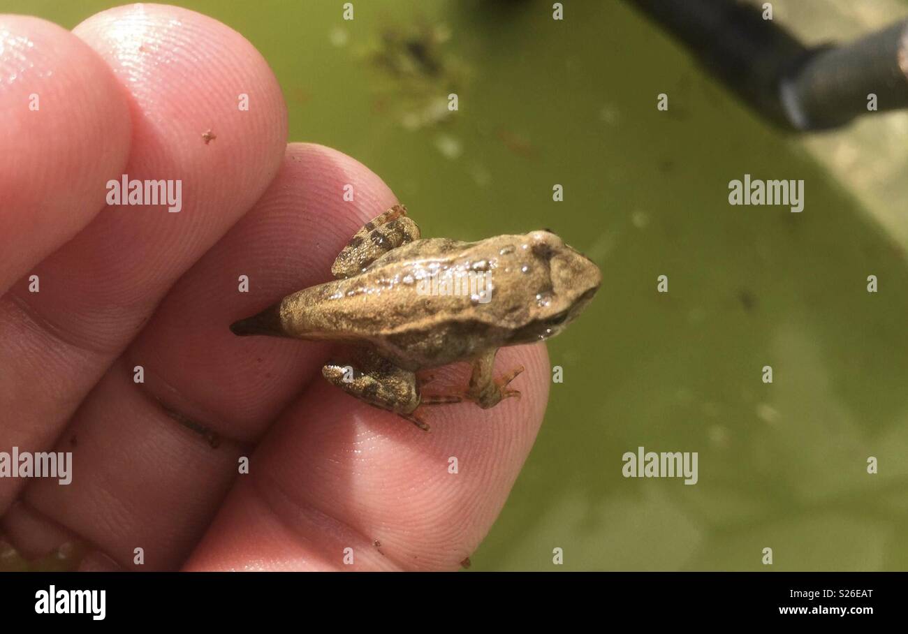 Froglet with tail hi-res stock photography and images - Alamy