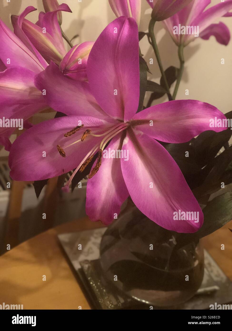 Lillys hi-res stock photography and images - Alamy