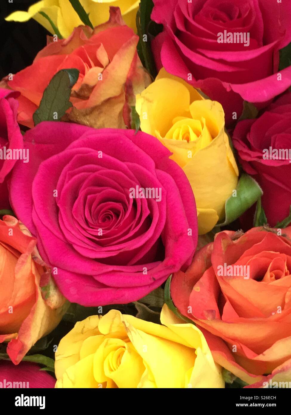 Multi coloured roses Stock Photo - Alamy