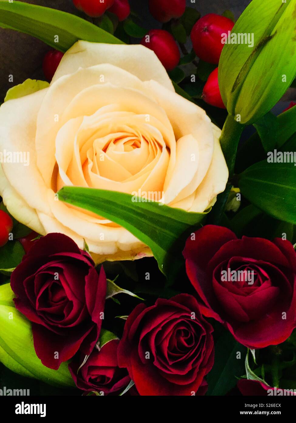 Peach and red roses Stock Photo - Alamy