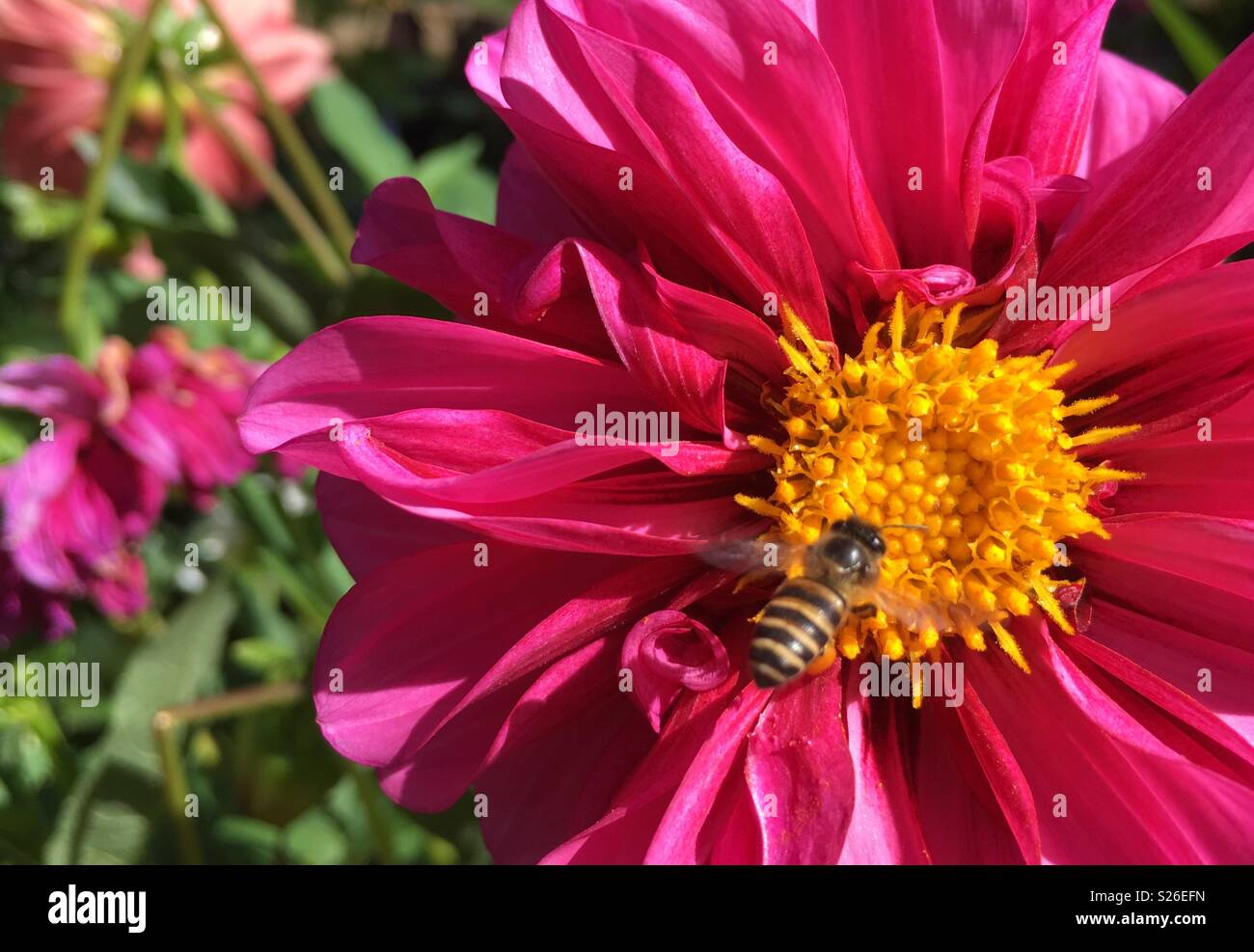 Mutualism Not Custom Stock Photos & Mutualism Not Custom Stock Images ...