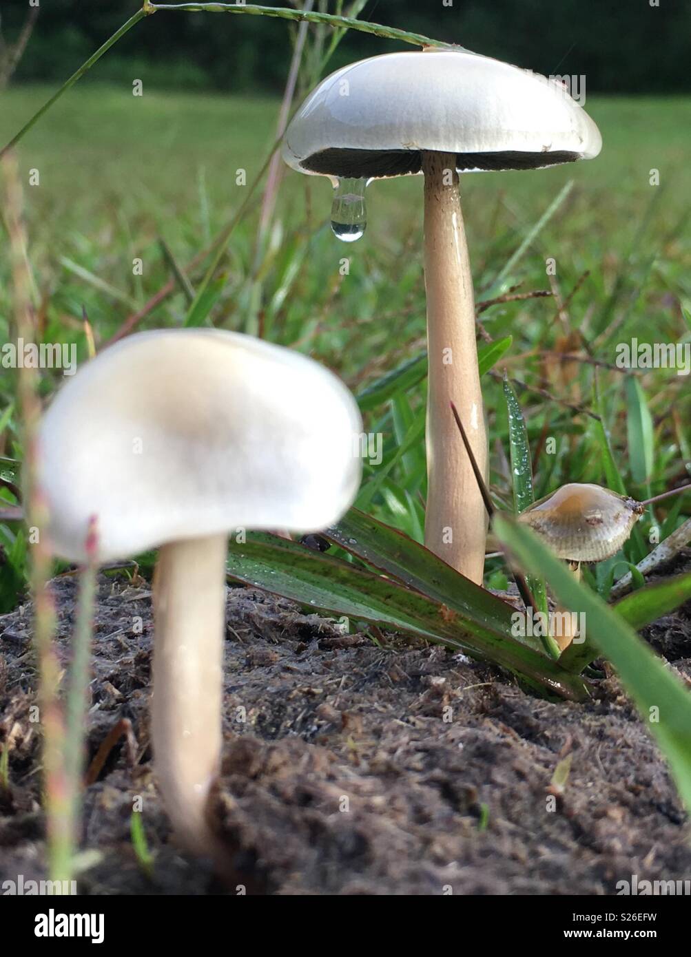 Mushi hi-res stock photography and images - Alamy