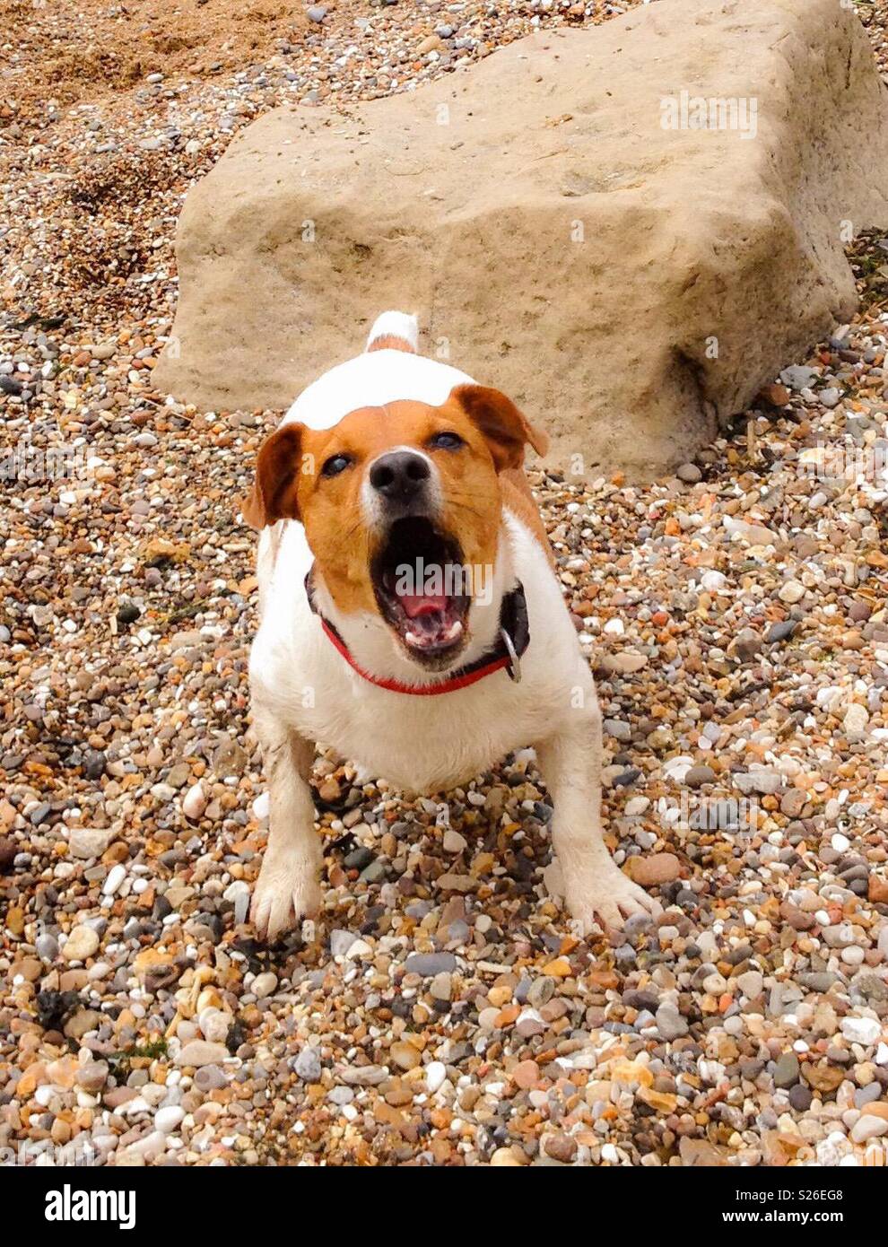 Jack russell barking hi-res stock photography and images - Alamy