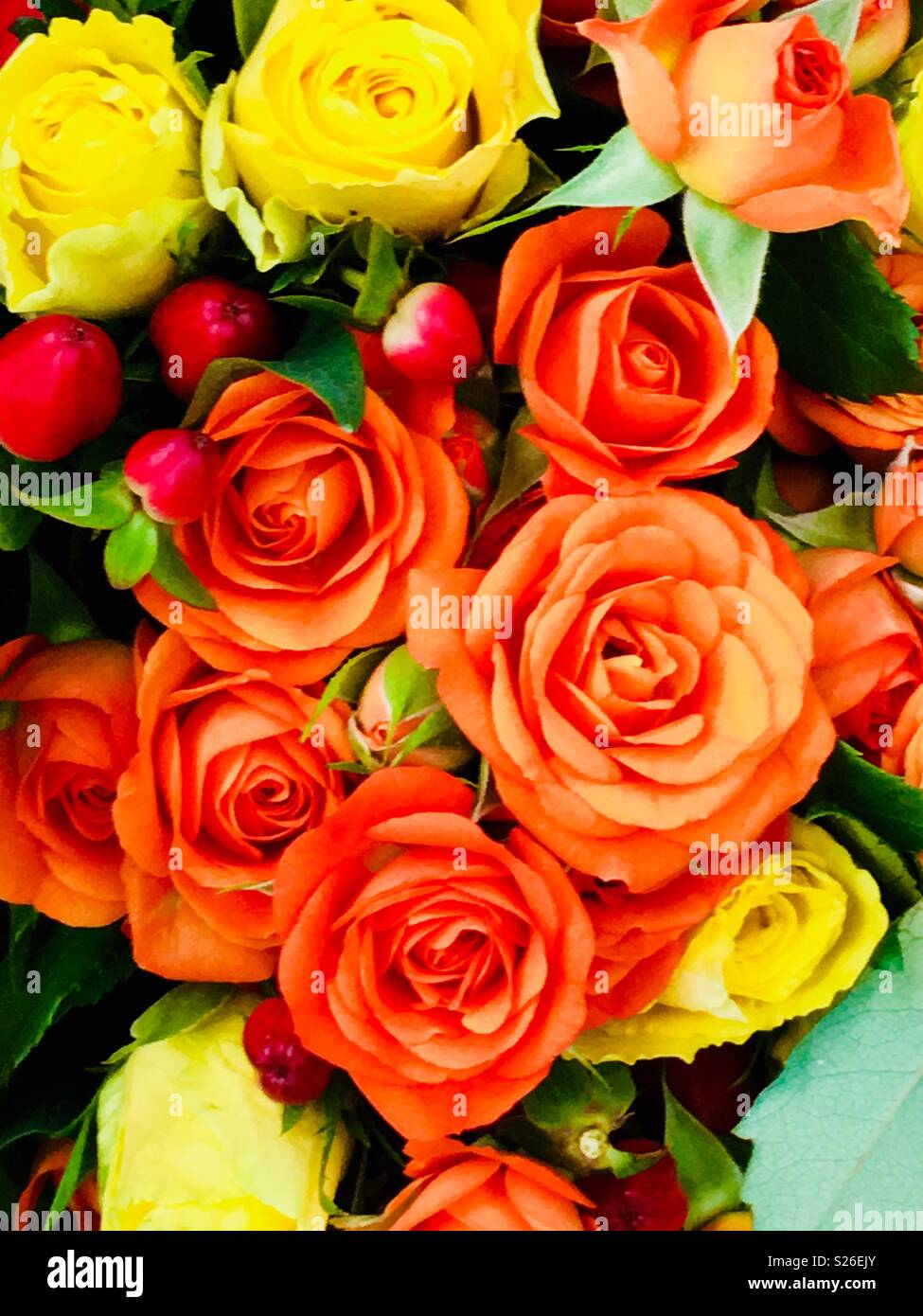 Orange and yellow roses Stock Photo - Alamy