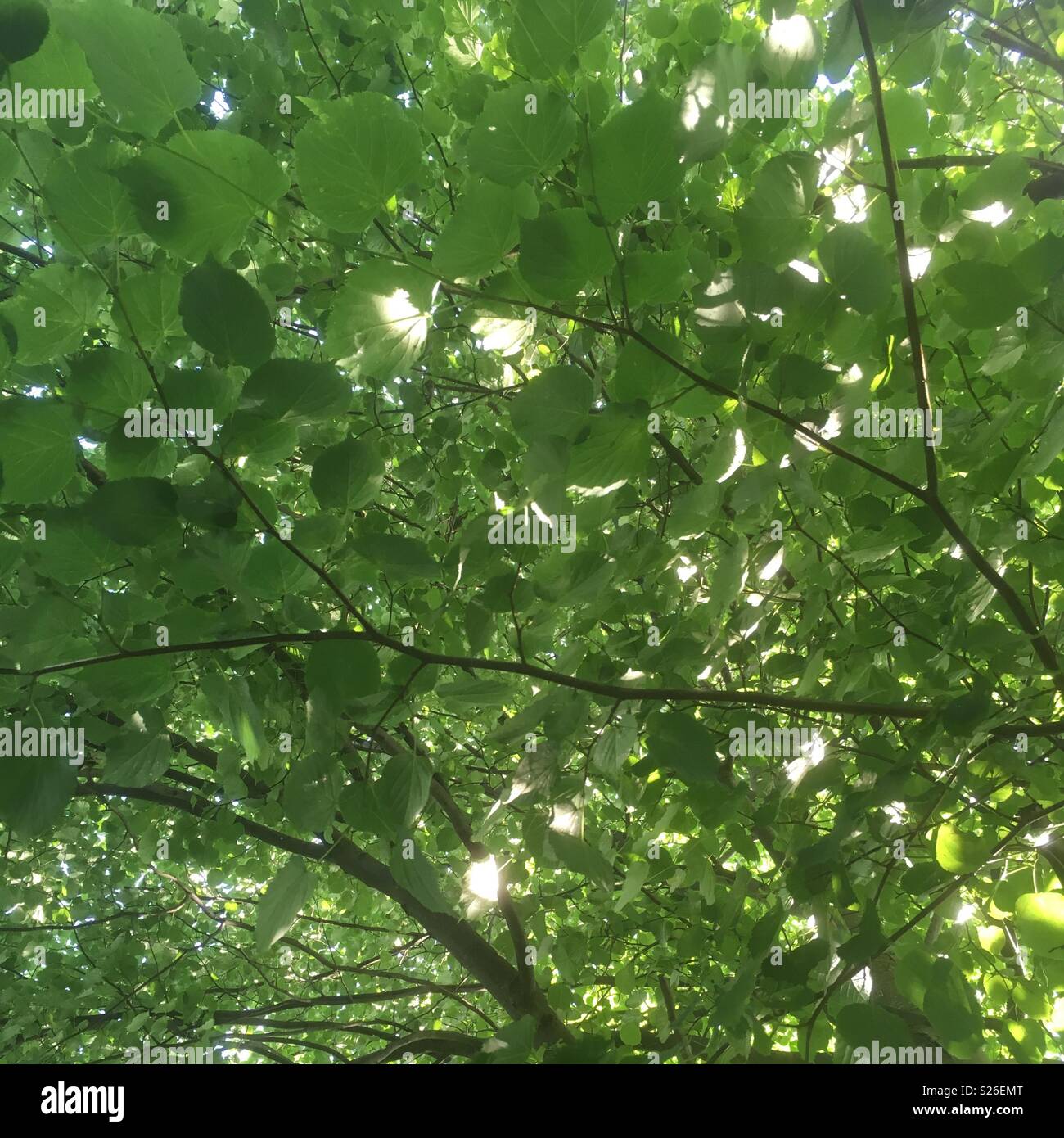 Sunshine through leaves hi-res stock photography and images - Alamy