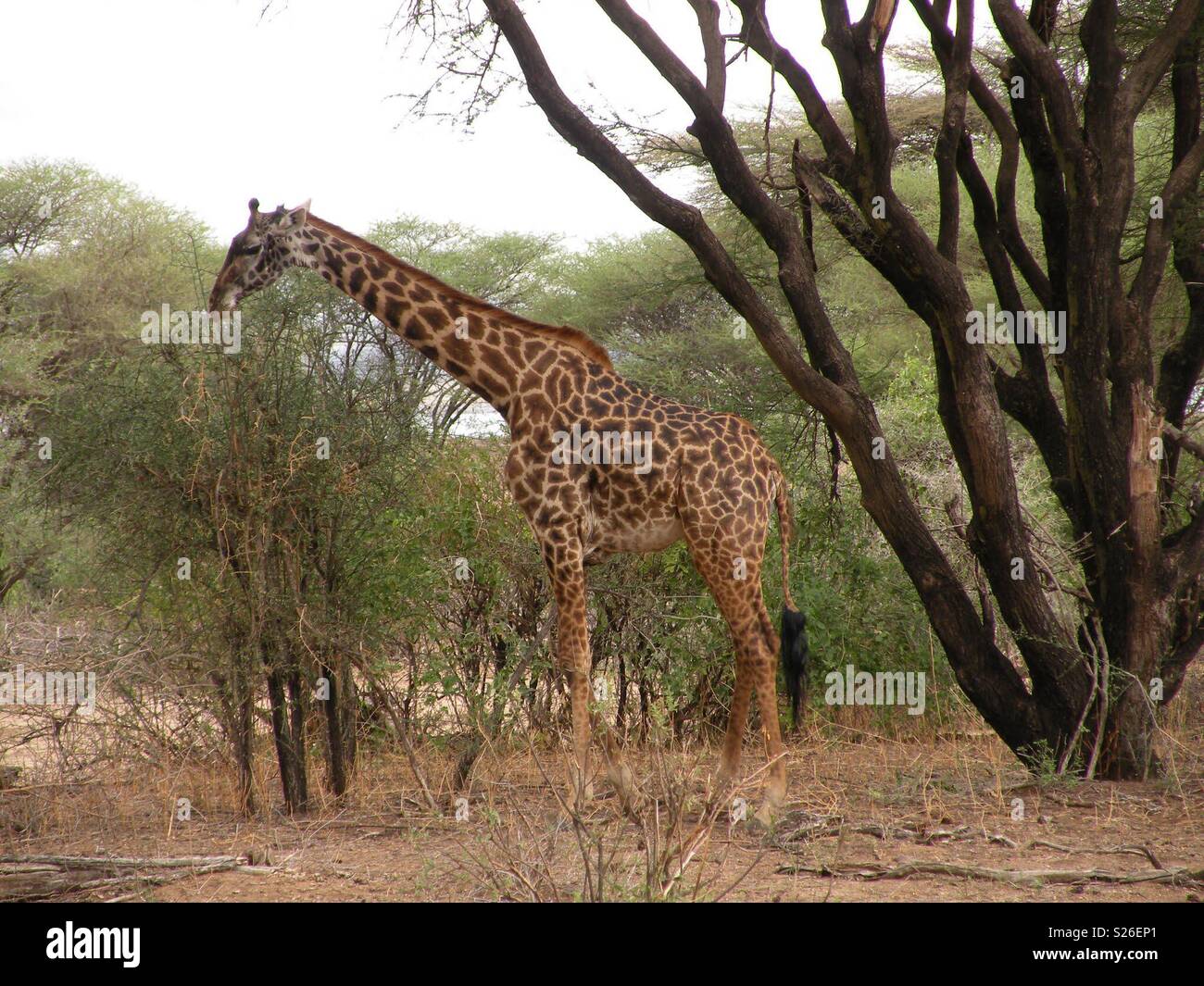 Gentle wildlife hi-res stock photography and images - Alamy