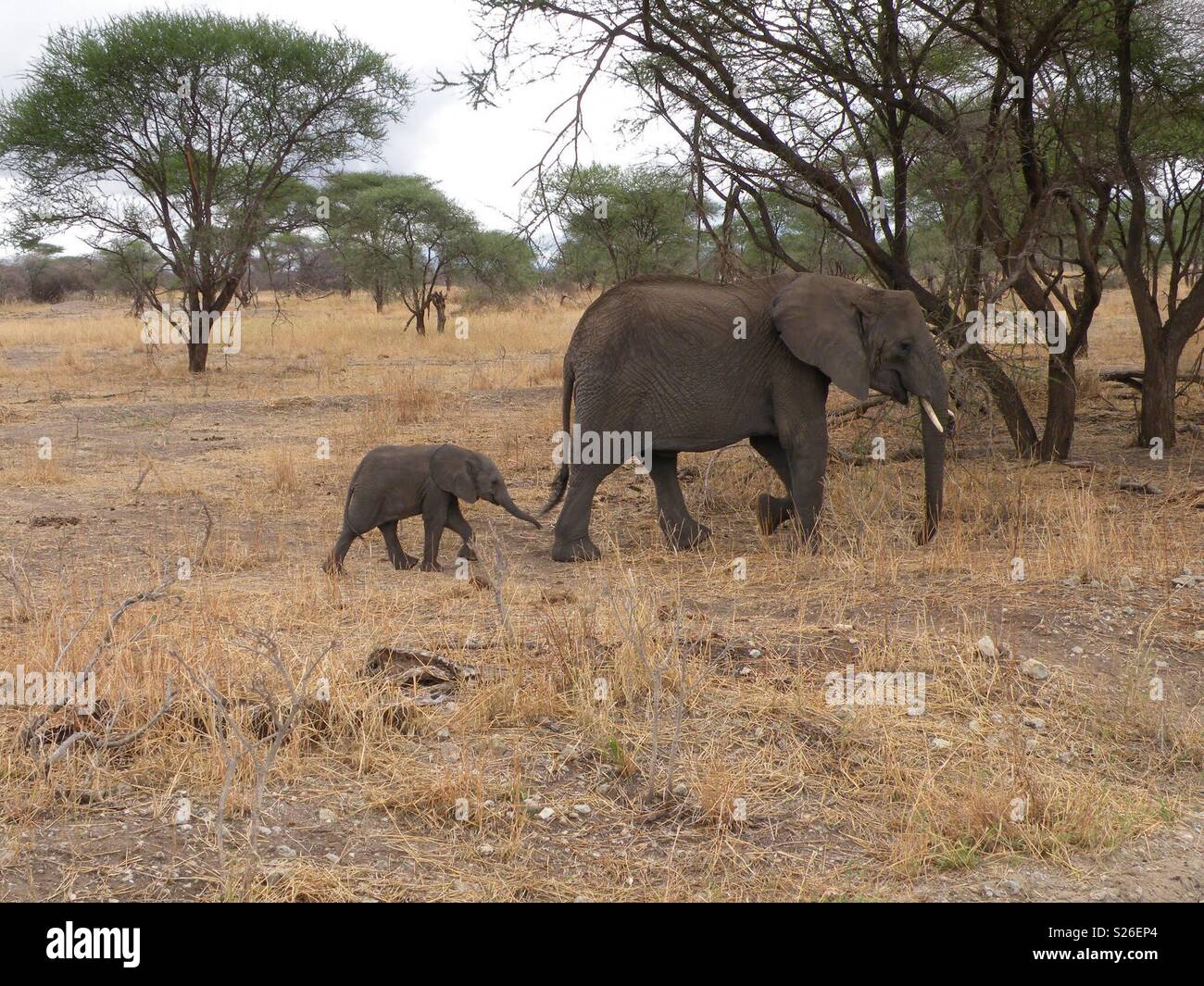 Mother and baby elephant hi-res stock photography and images - Alamy