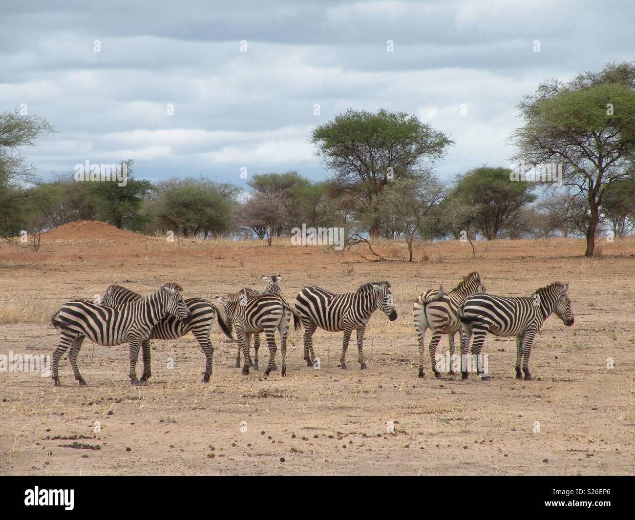 Zebra crossing africa hi-res stock photography and images - Alamy