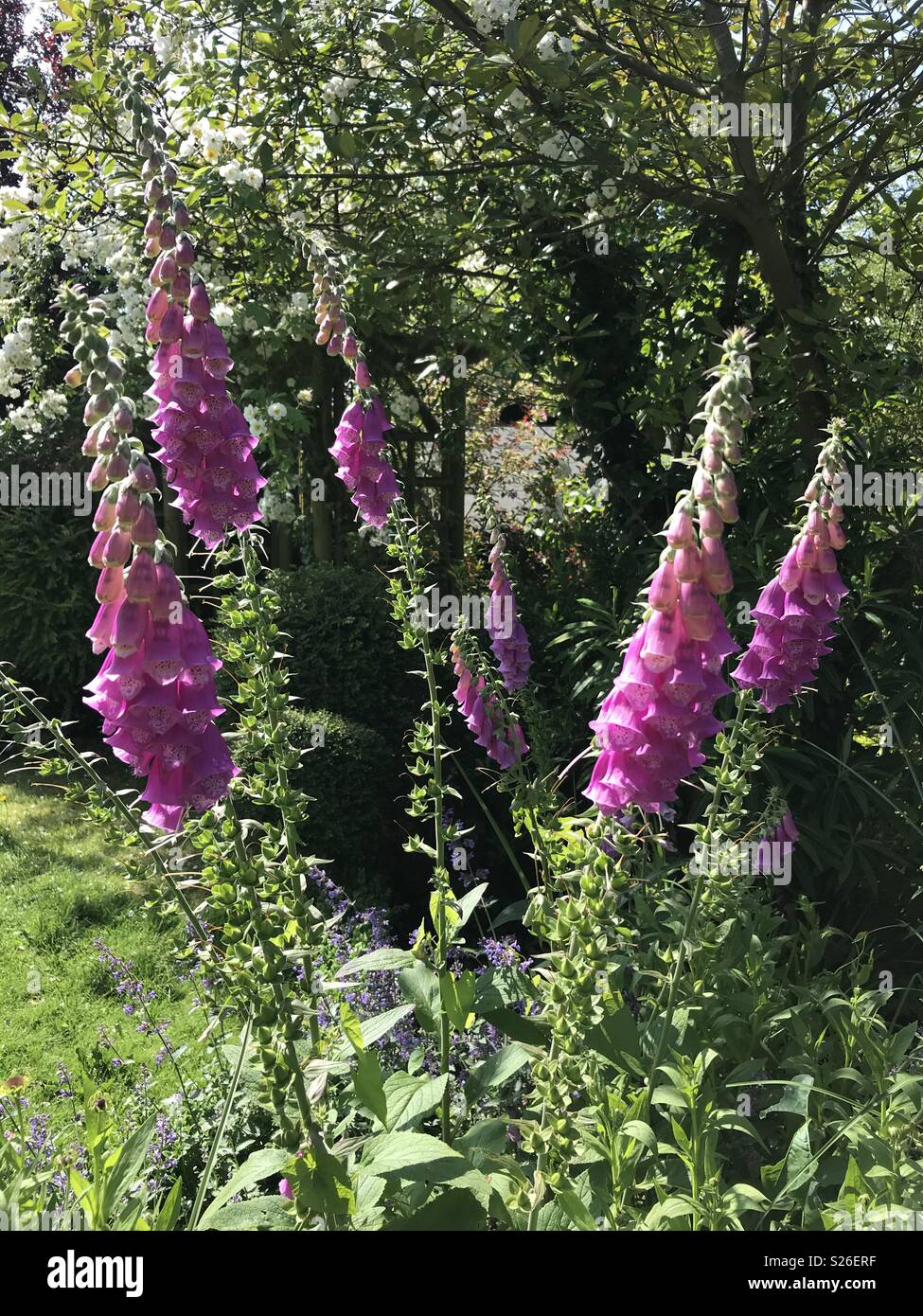 Foxglove in sun hi-res stock photography and images - Alamy