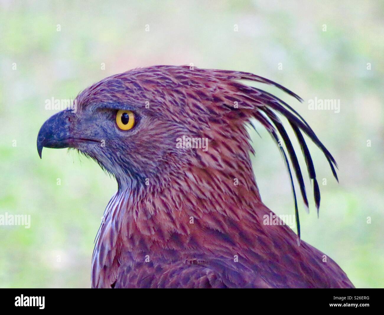 Yellow eye eagle hi-res stock photography and images - Alamy