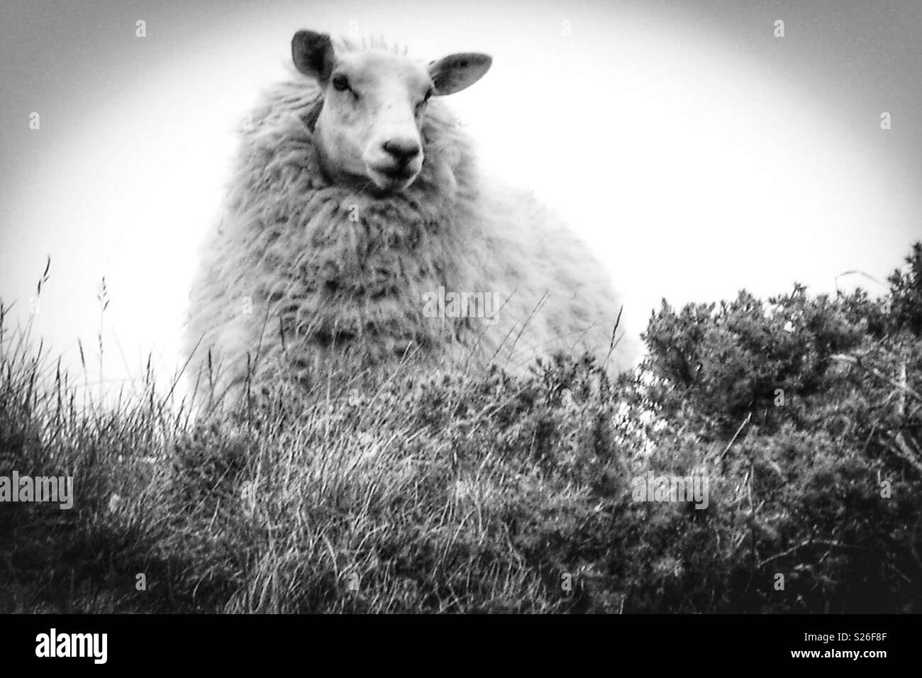 Proud to be a sheep Black & white Stock Photo - Alamy