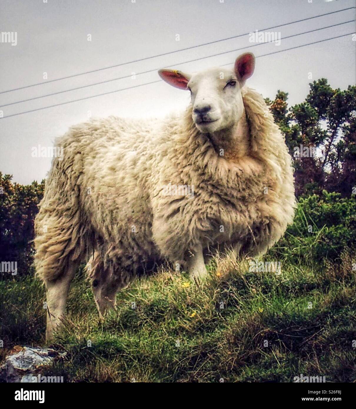 Llandudno sheep hi-res stock photography and images - Alamy
