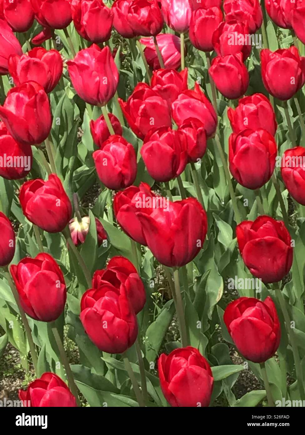 Tulipanes rojos rojos hi-res stock photography and images - Alamy