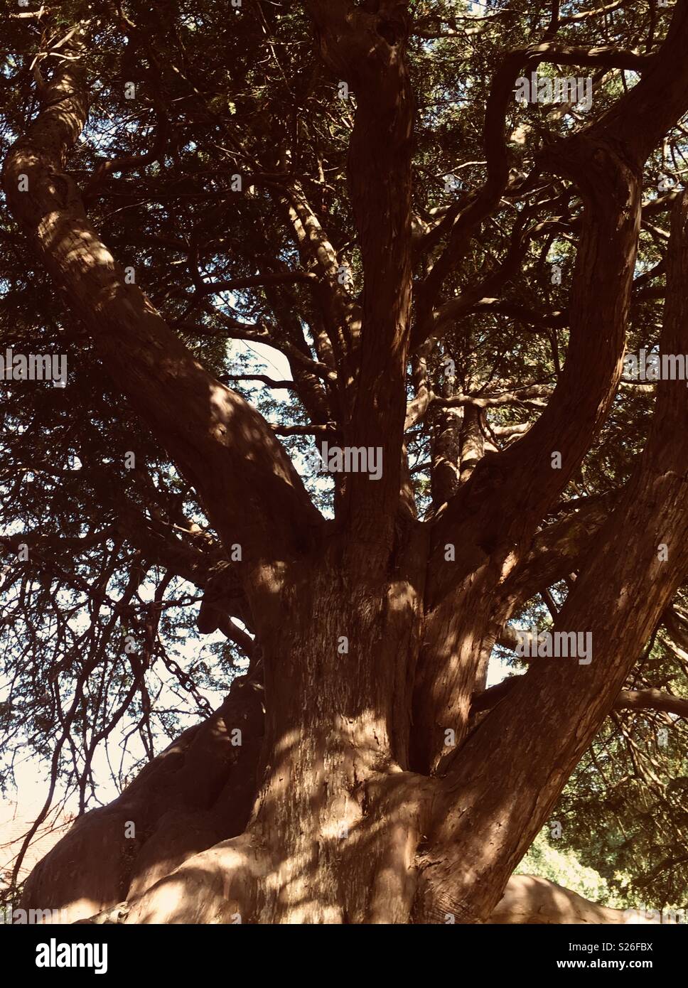 English yew tree hi-res stock photography and images - Alamy