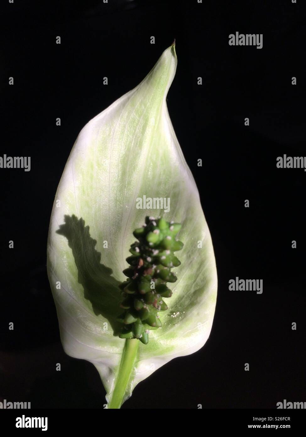 Peace lily flower hi-res stock photography and images - Alamy