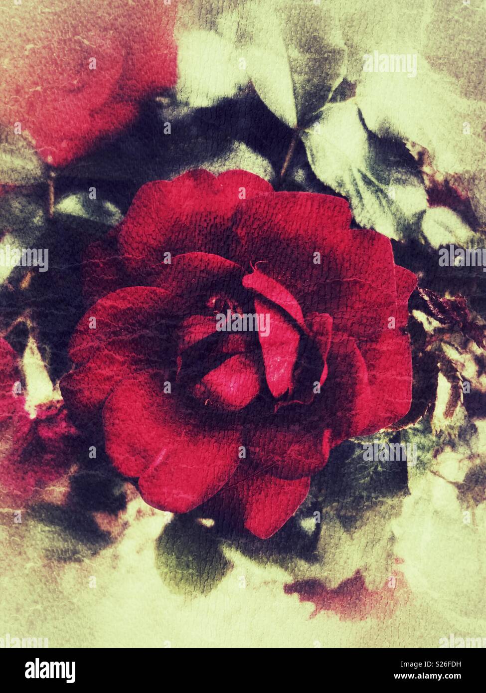 Grunge filtered photo of a beautiful red rose Stock Photo - Alamy