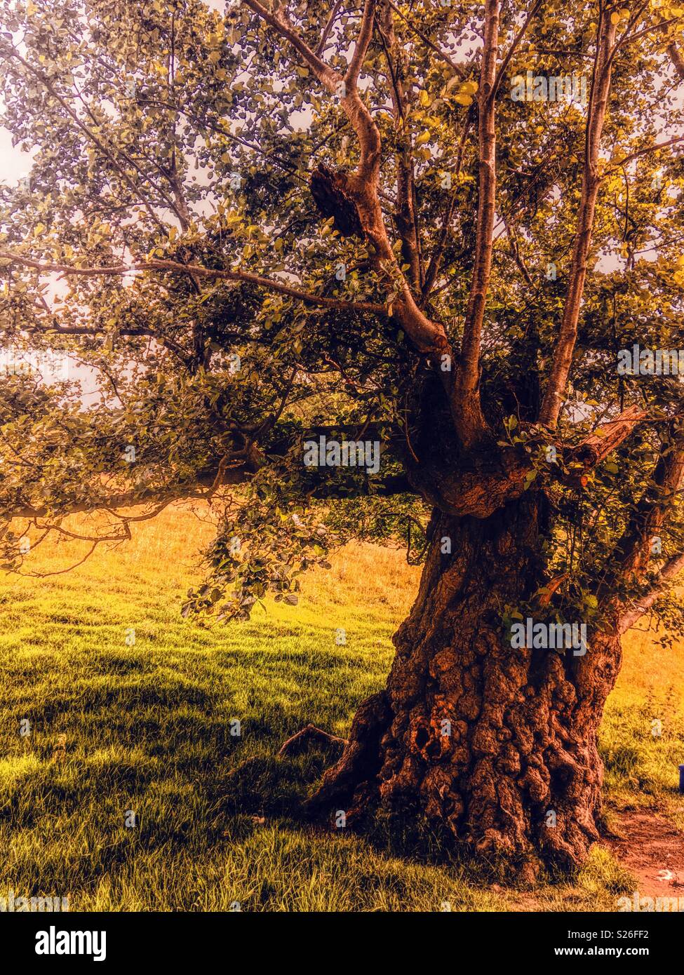 Knobbly tree hi-res stock photography and images - Alamy