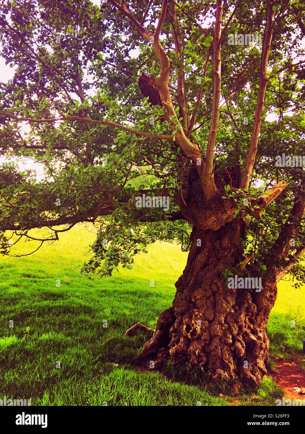 Knobbly tree hi-res stock photography and images - Alamy