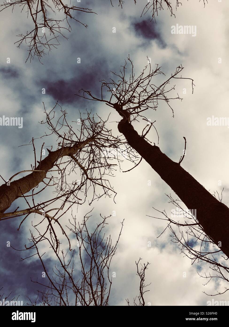 Tree shot with grey sky Stock Photo - Alamy