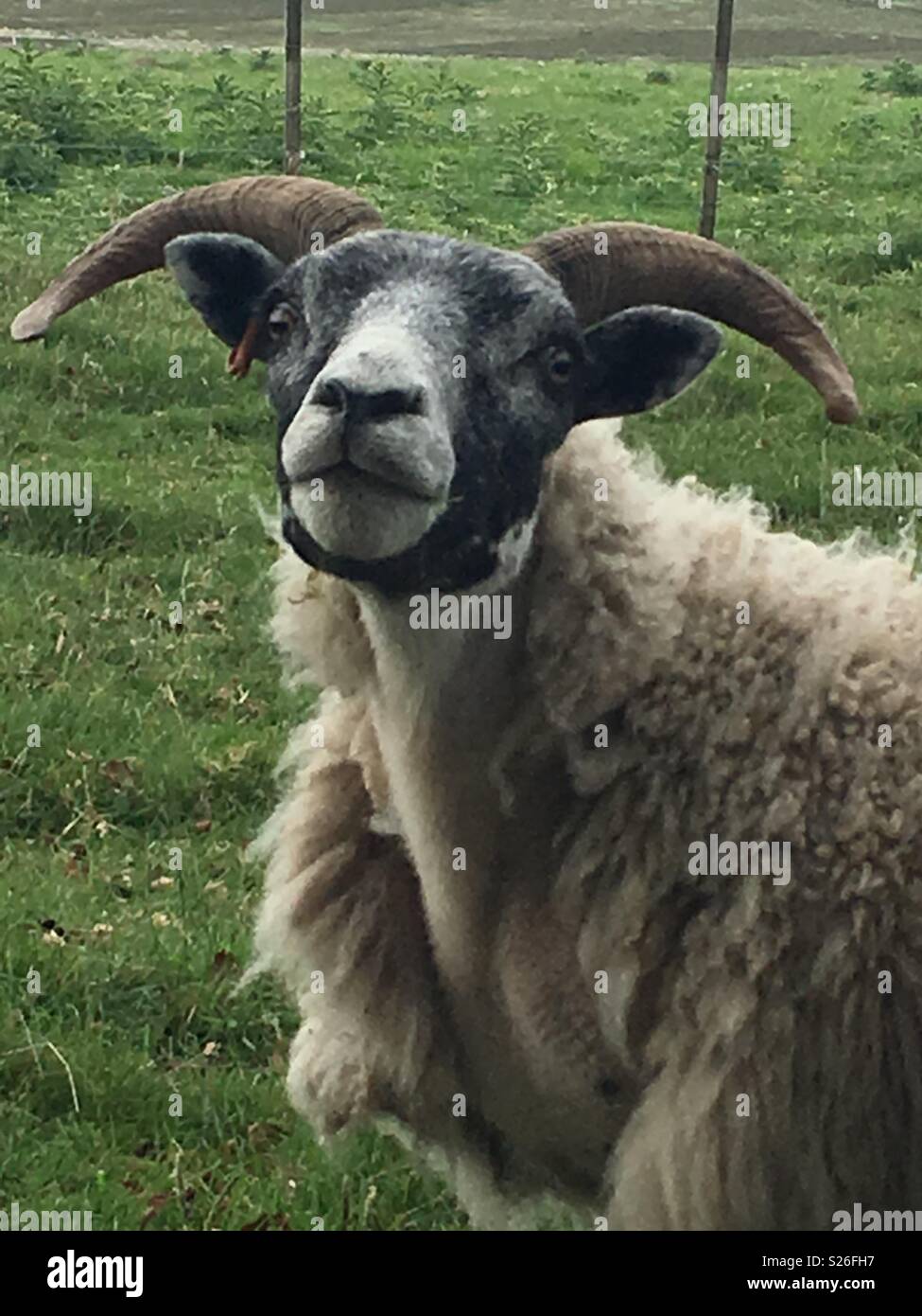 Ewe face hi-res stock photography and images - Alamy
