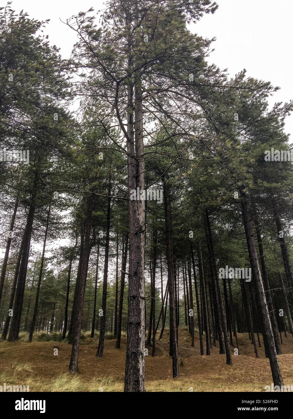 Forest on the beach Stock Photo - Alamy