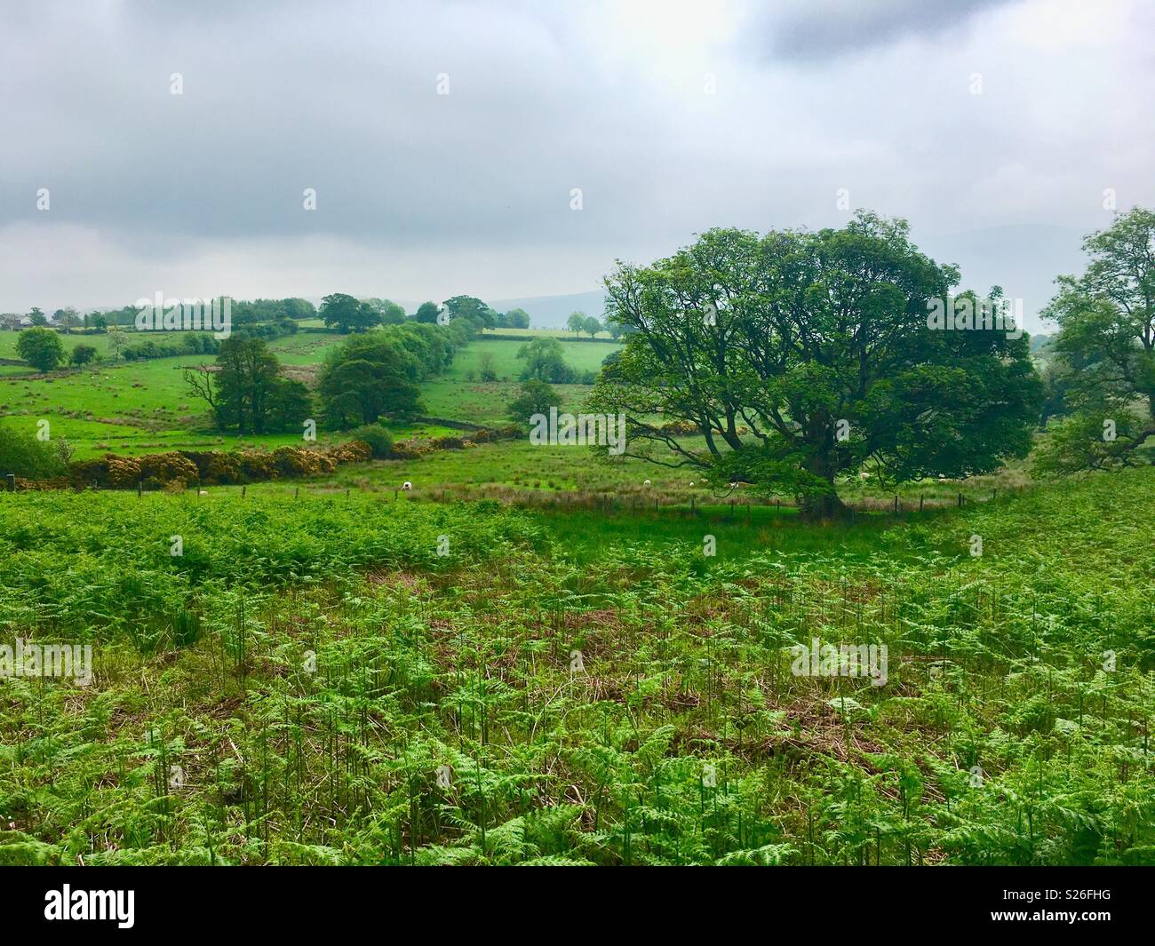 English Field in Lake District Stock Photo - Alamy