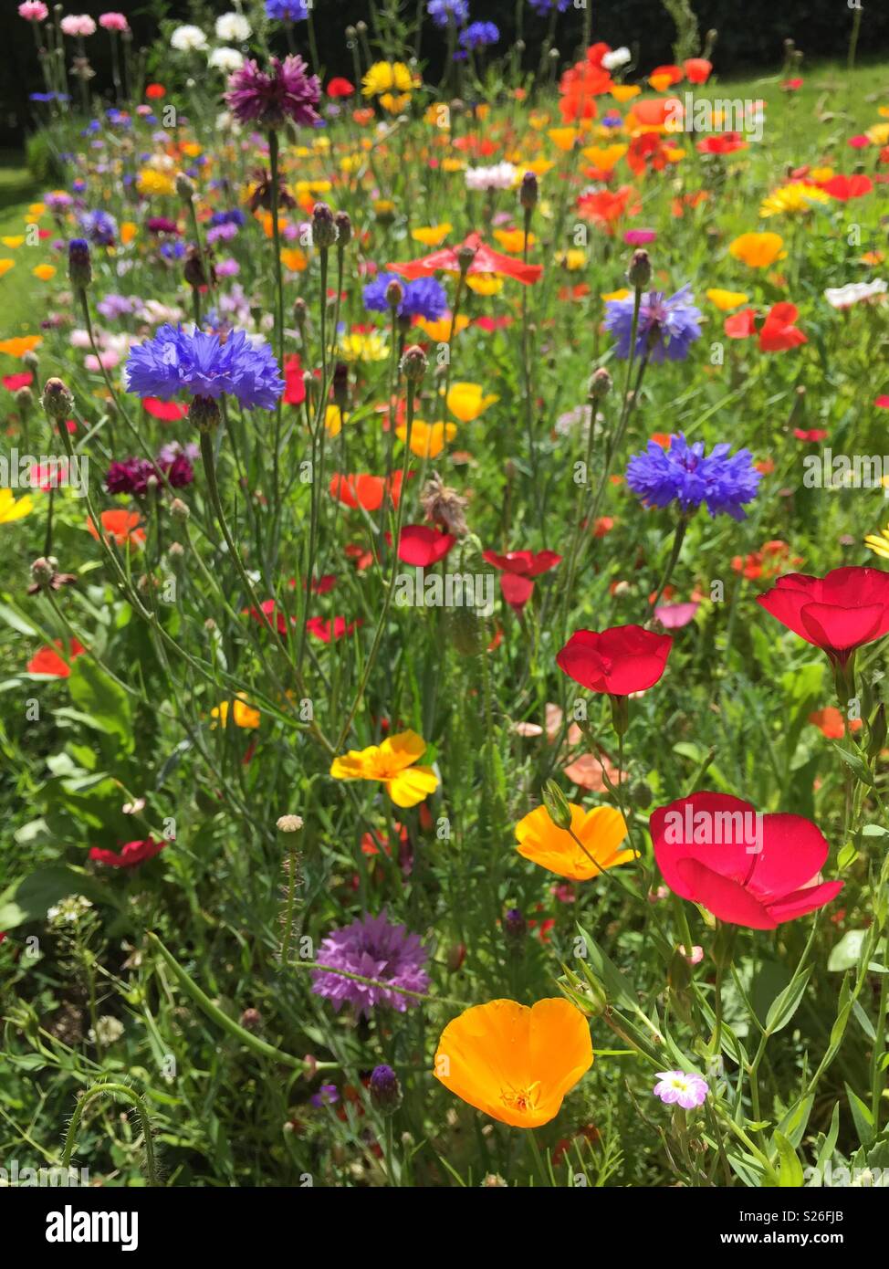 Field of wild flowers Stock Photo - Alamy