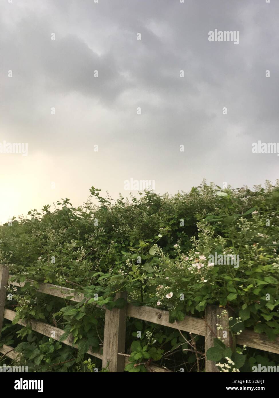 Field grey hi-res stock photography and images - Alamy