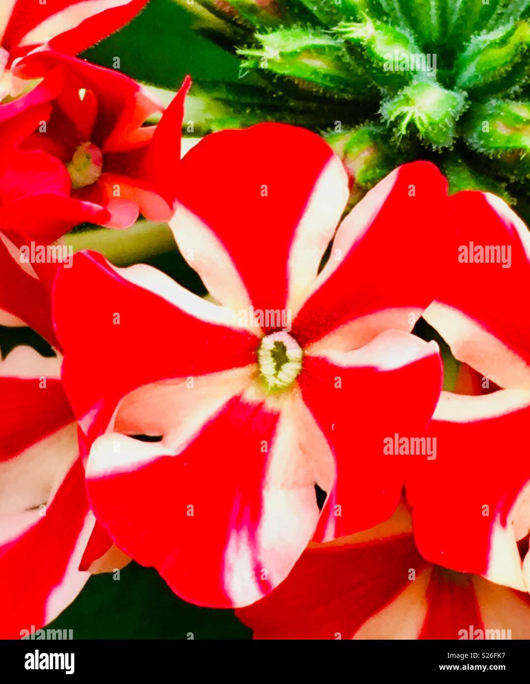 Red and white flower hi-res stock photography and images - Alamy